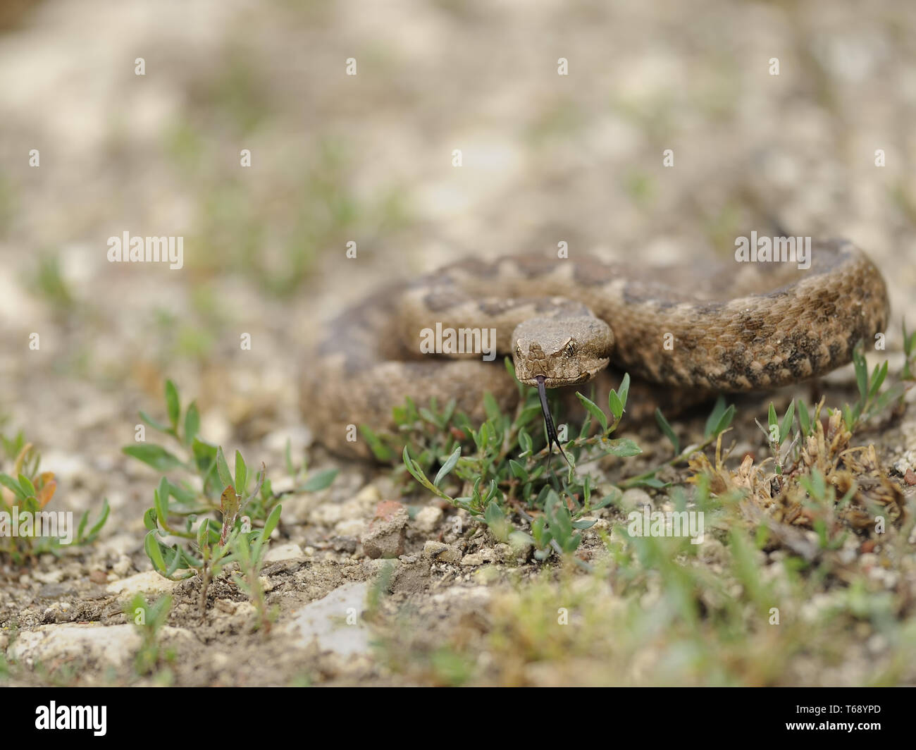 Horned nosed lizard hi-res stock photography and images - Alamy