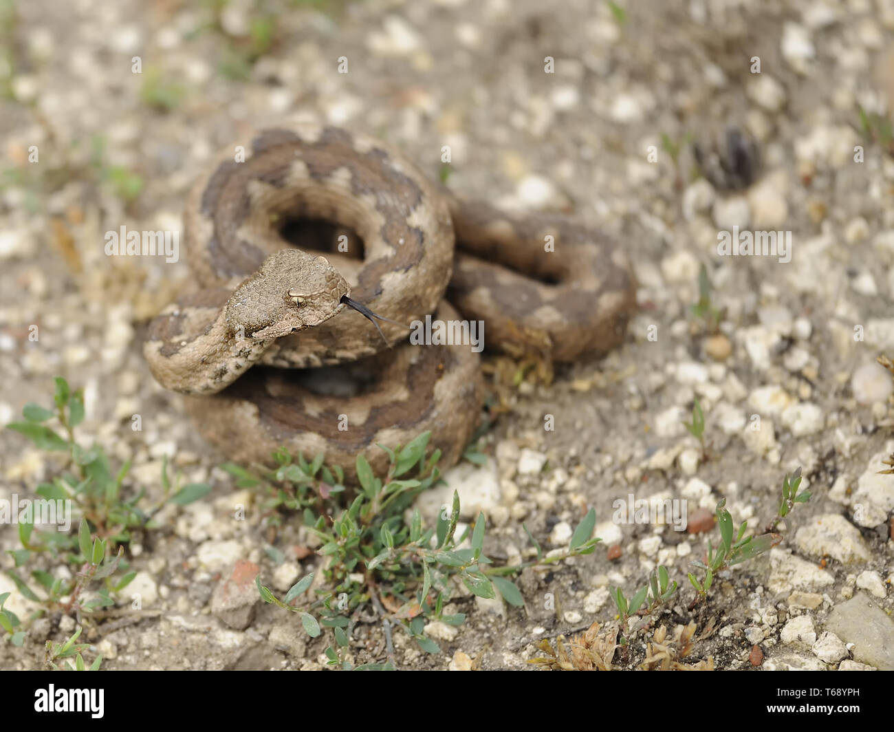 Horn nose viper snake hi-res stock photography and images - Alamy