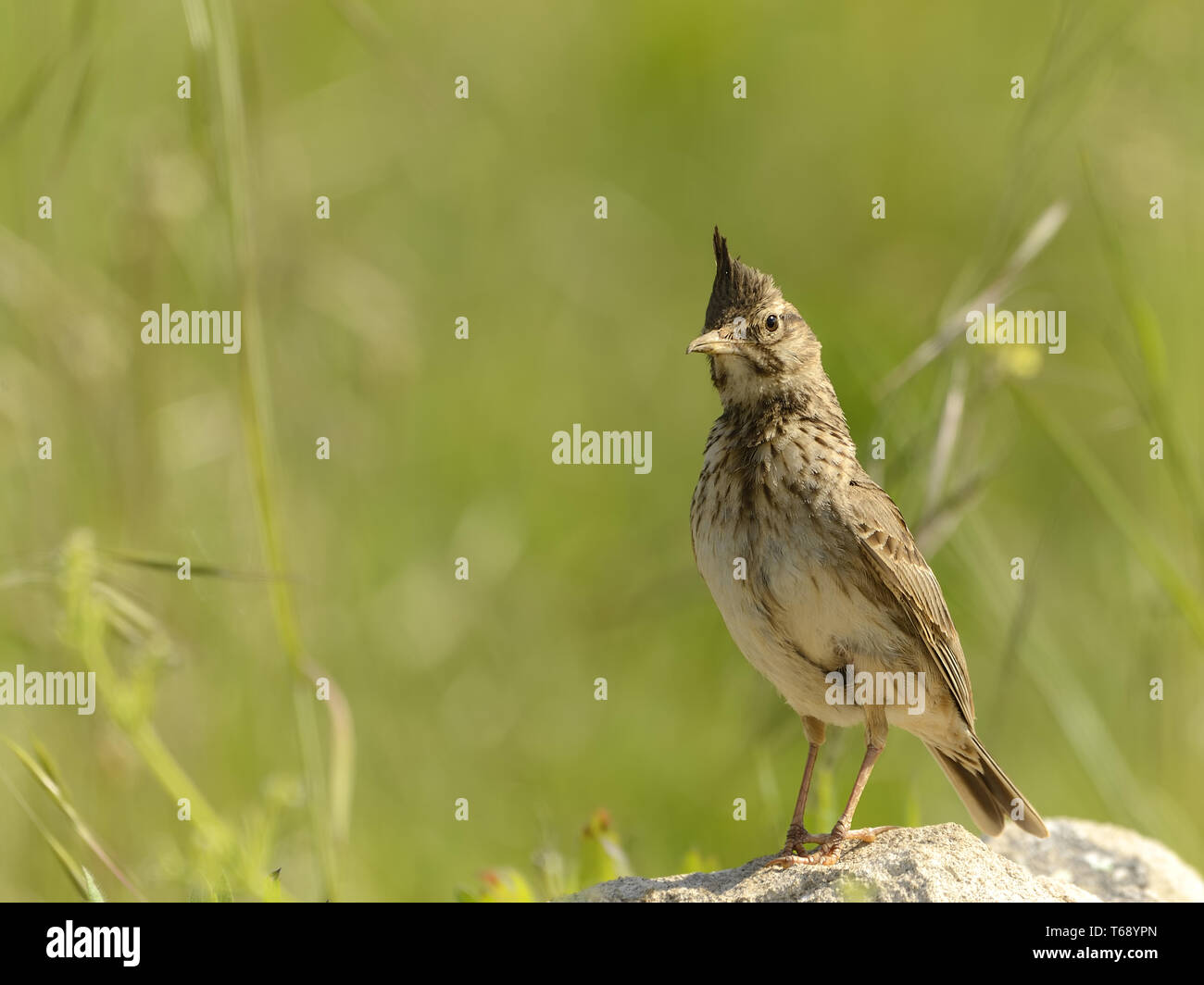 Crested Lark, Galerida cristata, Bulgaria, Europe Stock Photo - Alamy