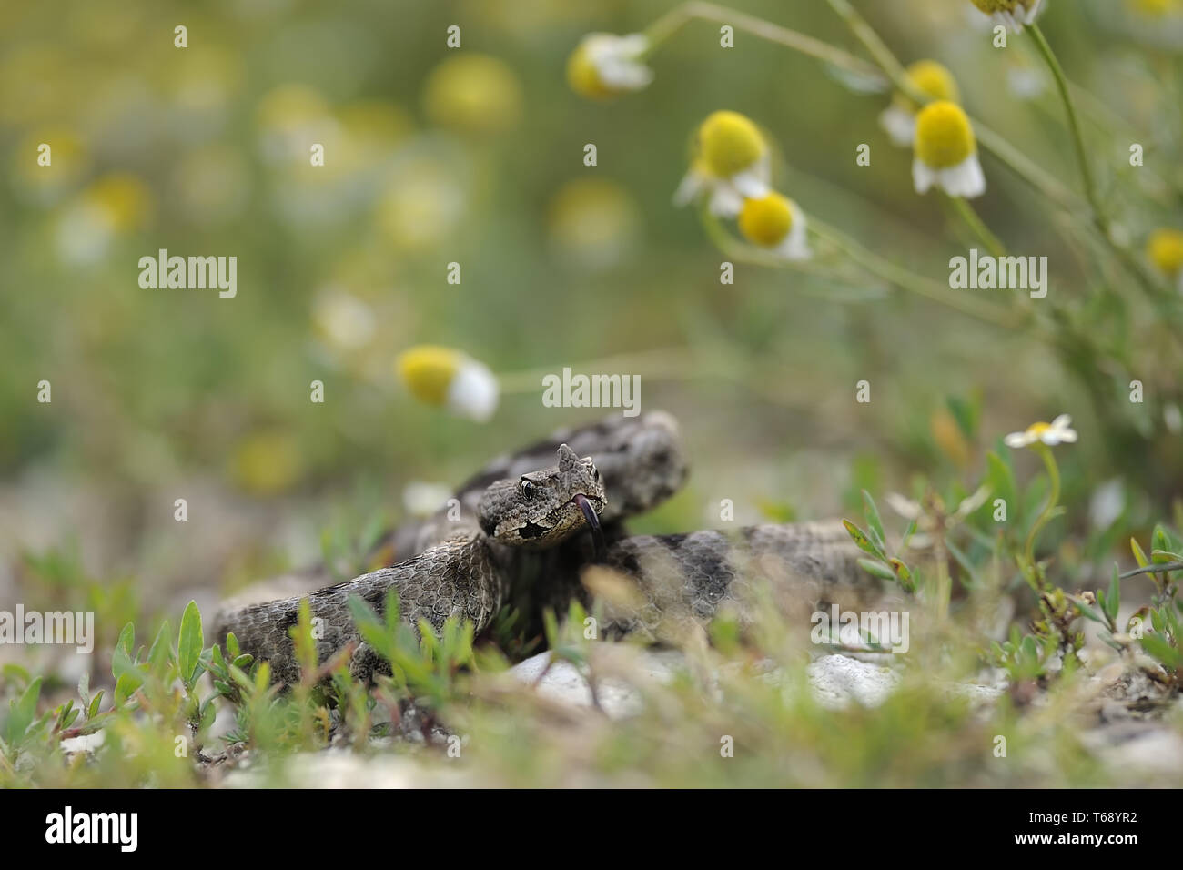 Horned Nosed Lizard High Resolution Stock Photography and Images - Alamy