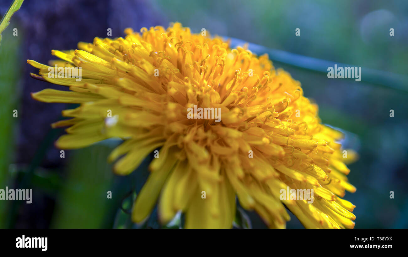 Macro photography of a dandelion flower ray florets, by the side ...