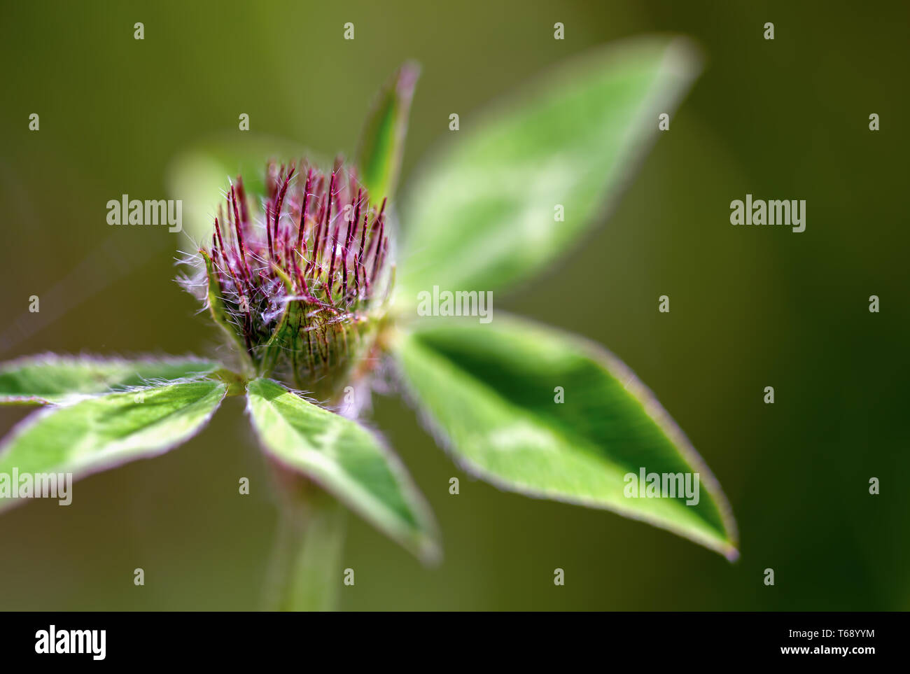 Macro photography of a young red clover flower and leaves. Captured at ...