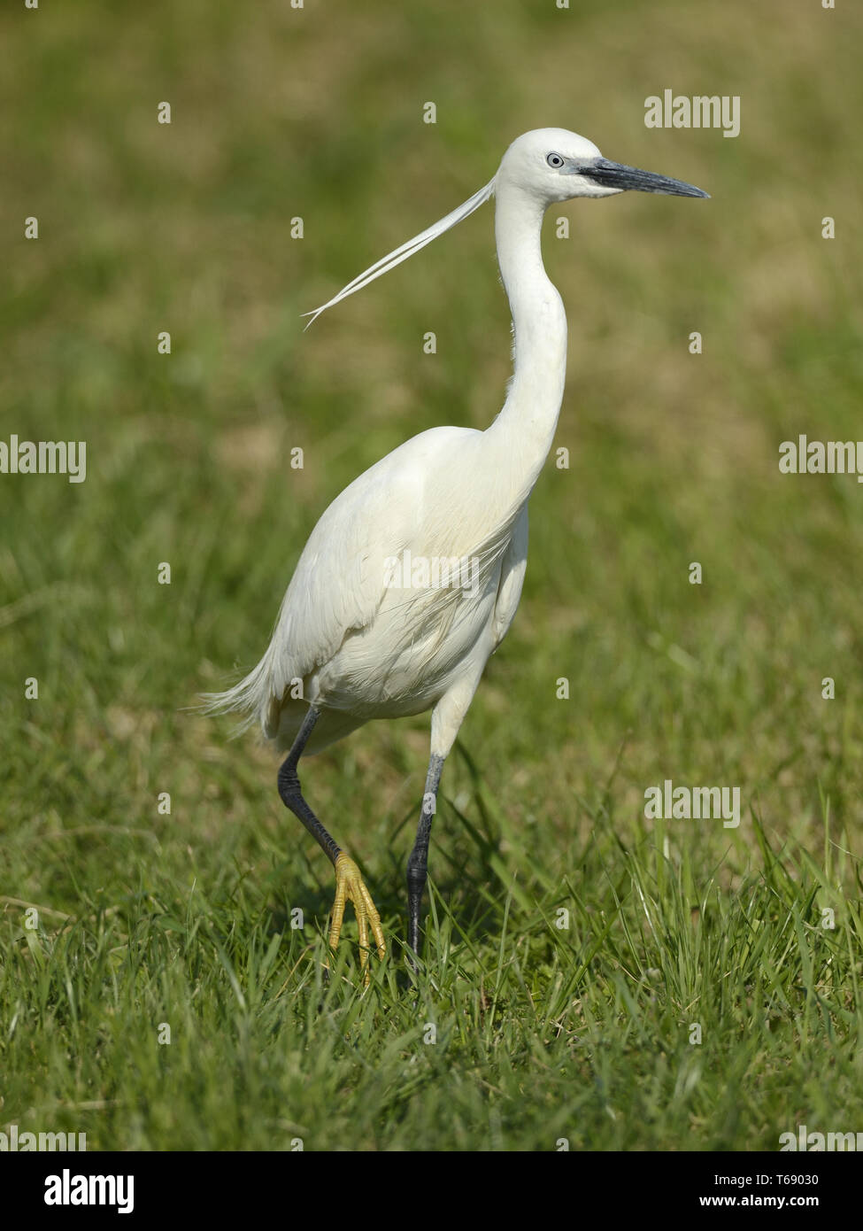 Great egret, Adrea Alba Stock Photo - Alamy