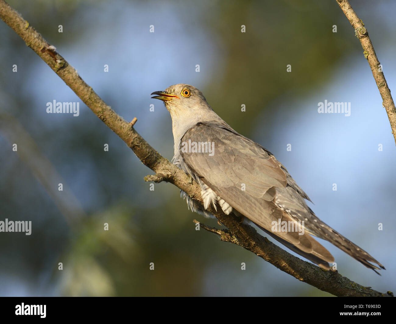 Common Cuckoo, Cuculus canorus, Kuckuck Stock Photo - Alamy