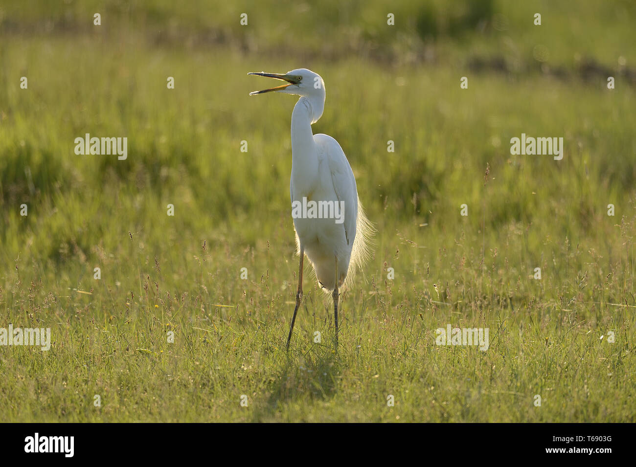 Great egret, Adrea Alba Stock Photo - Alamy