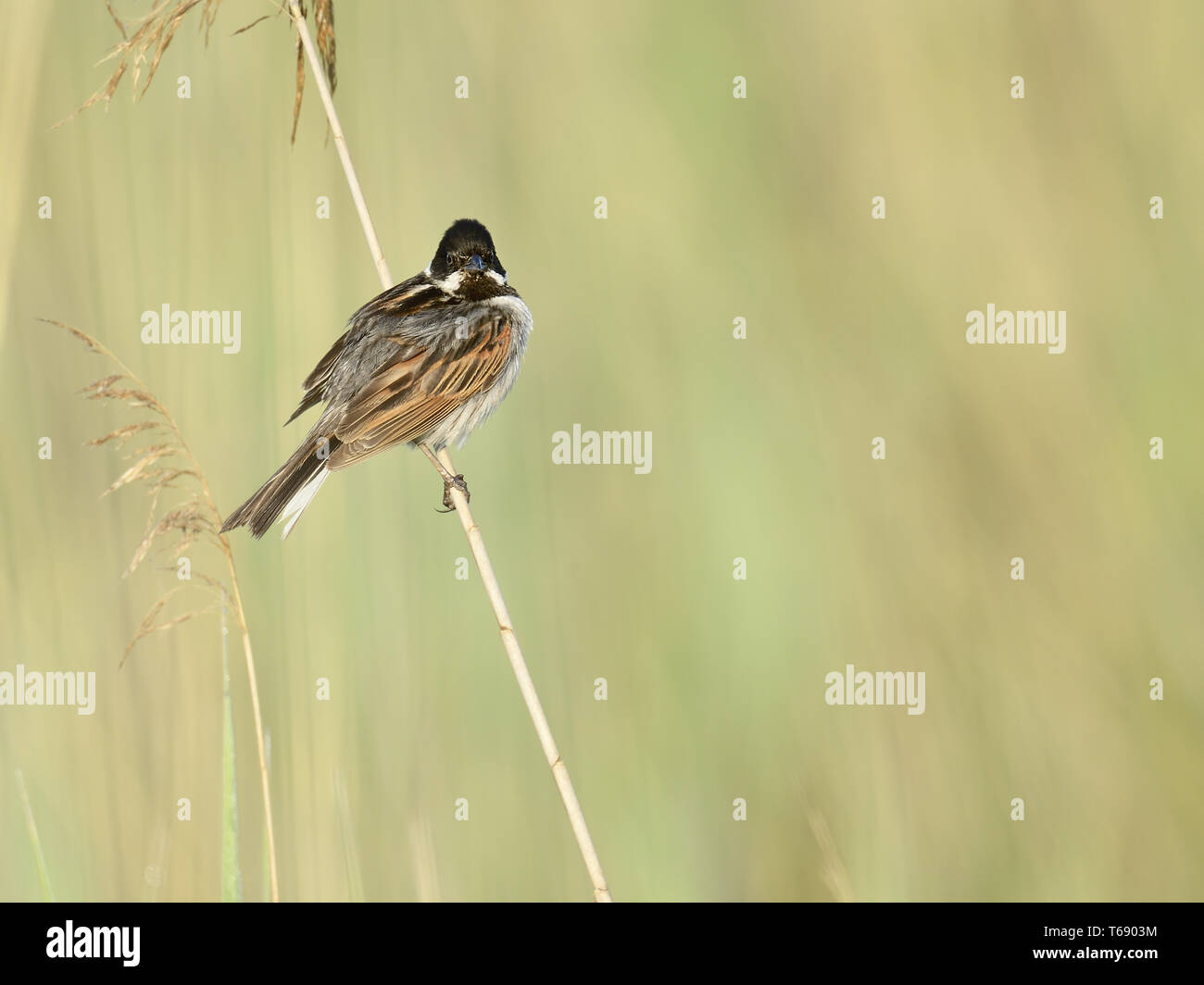 Common reed bunting [Emberiza schoeniclus], Europe Stock Photo - Alamy