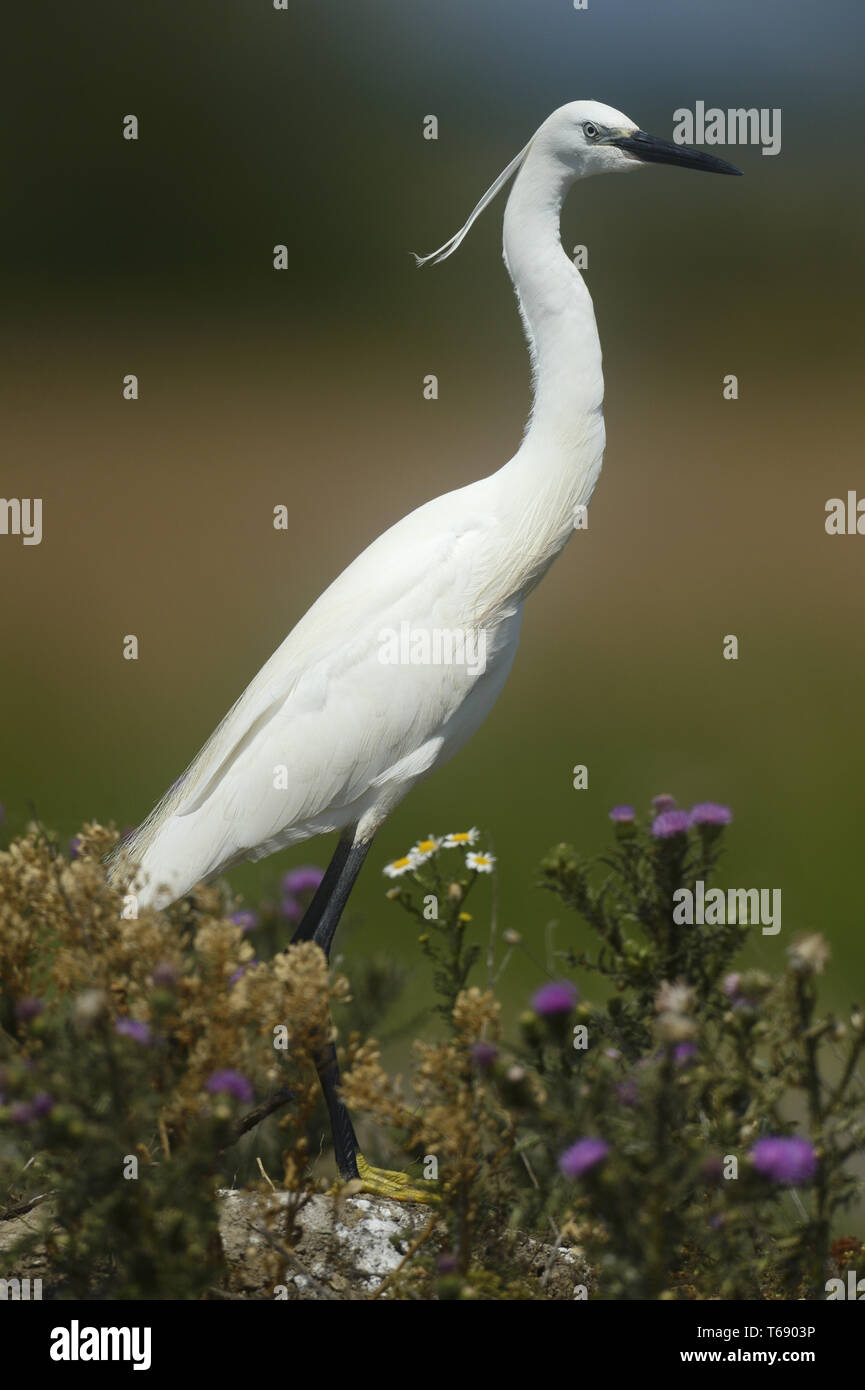 Great egret, Adrea Alba Stock Photo - Alamy