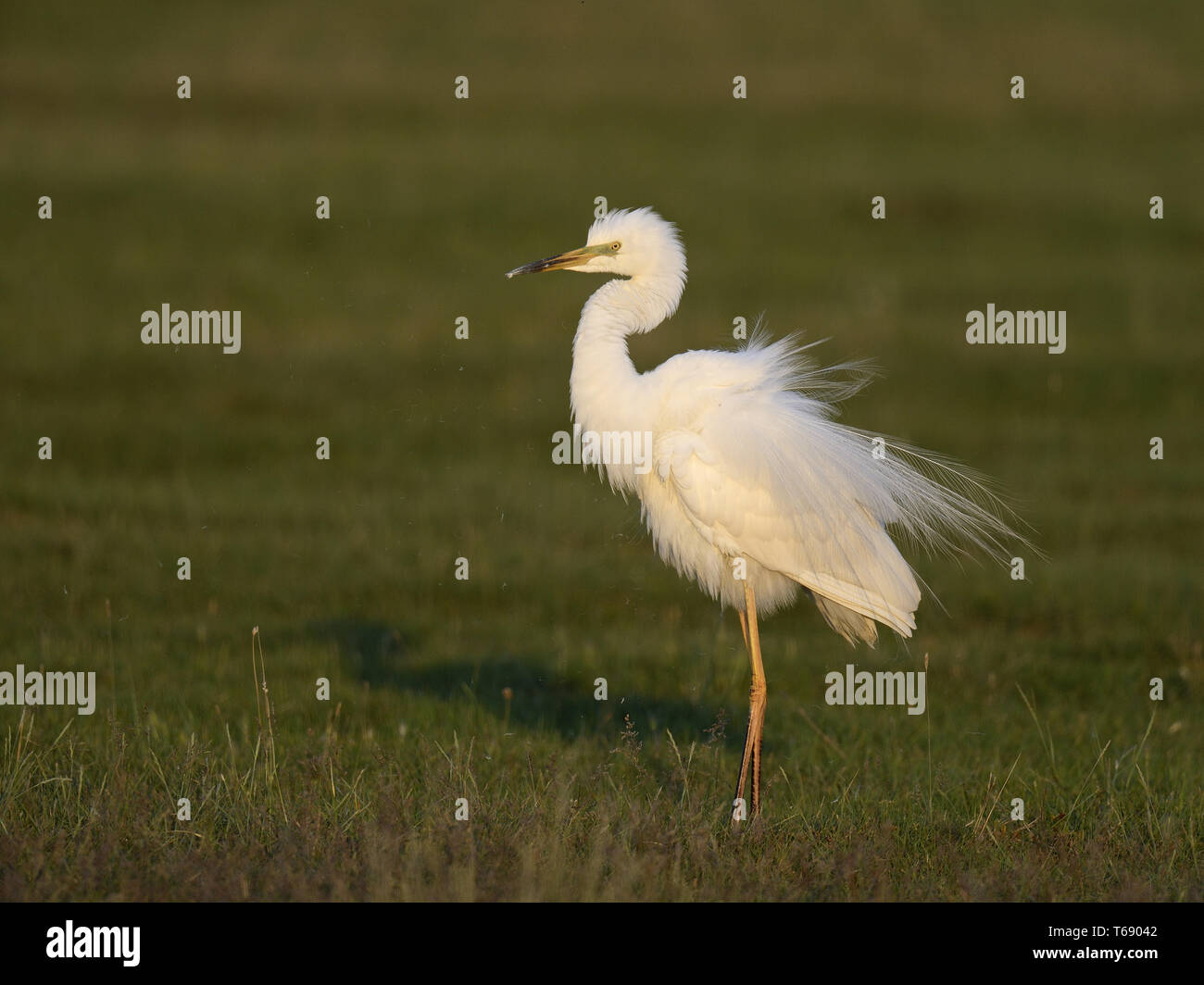 Great egret, Adrea Alba Stock Photo - Alamy