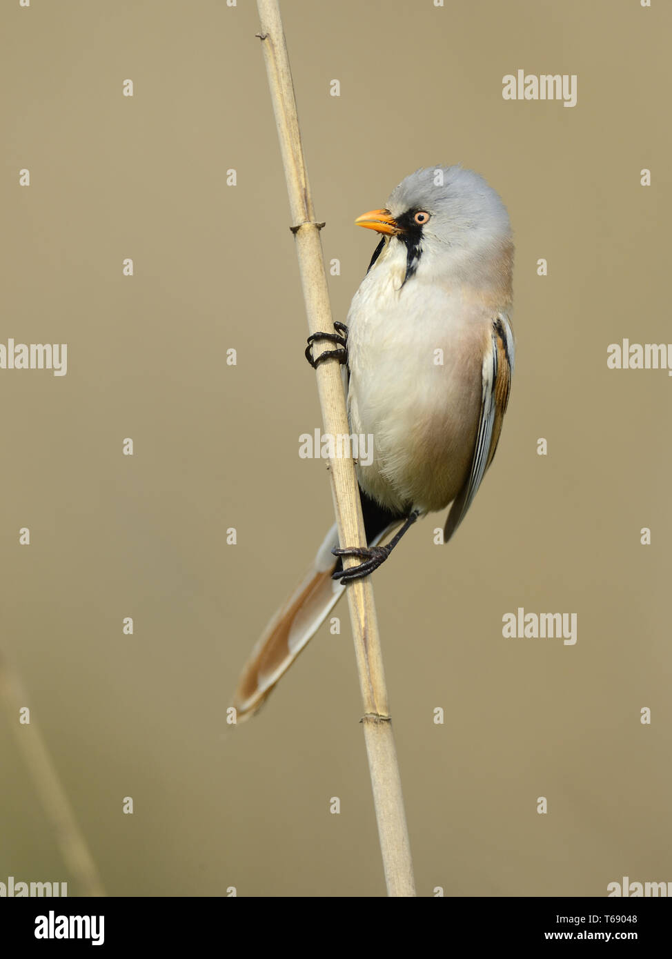 Bearded Reedling, Panurus biarmicus Stock Photo - Alamy
