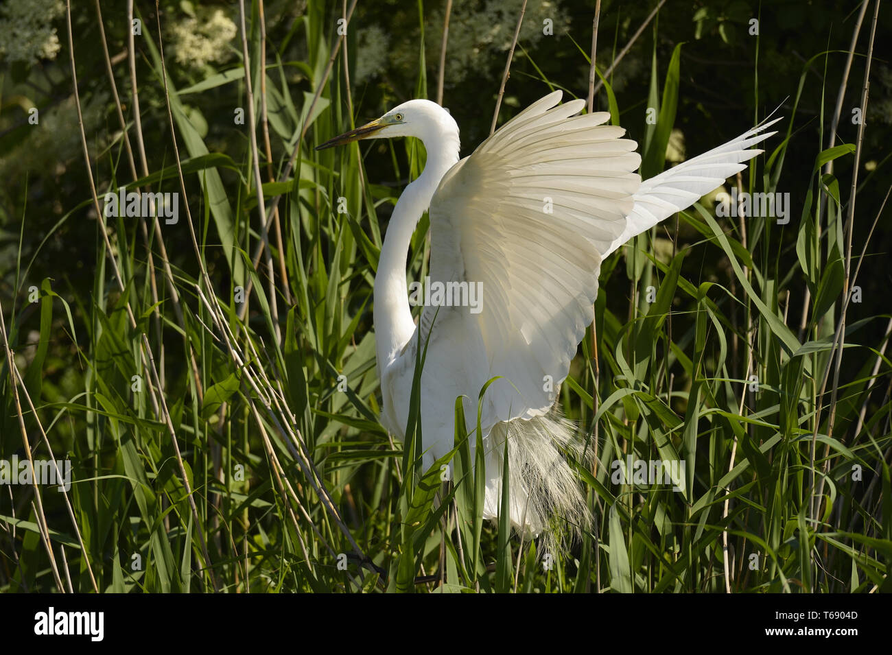 Great egret, Adrea Alba Stock Photo - Alamy