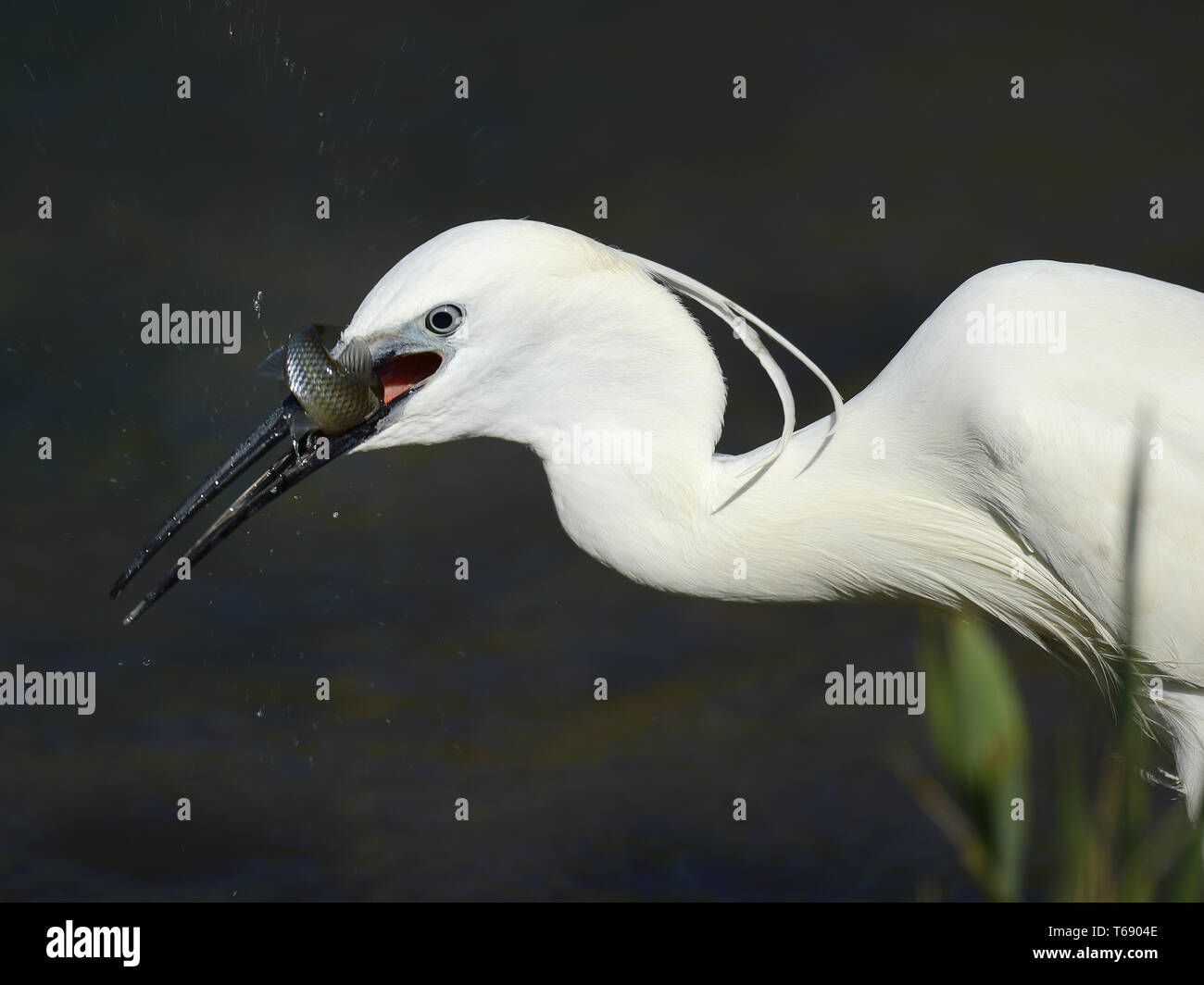 Common large wading birds hi-res stock photography and images - Alamy