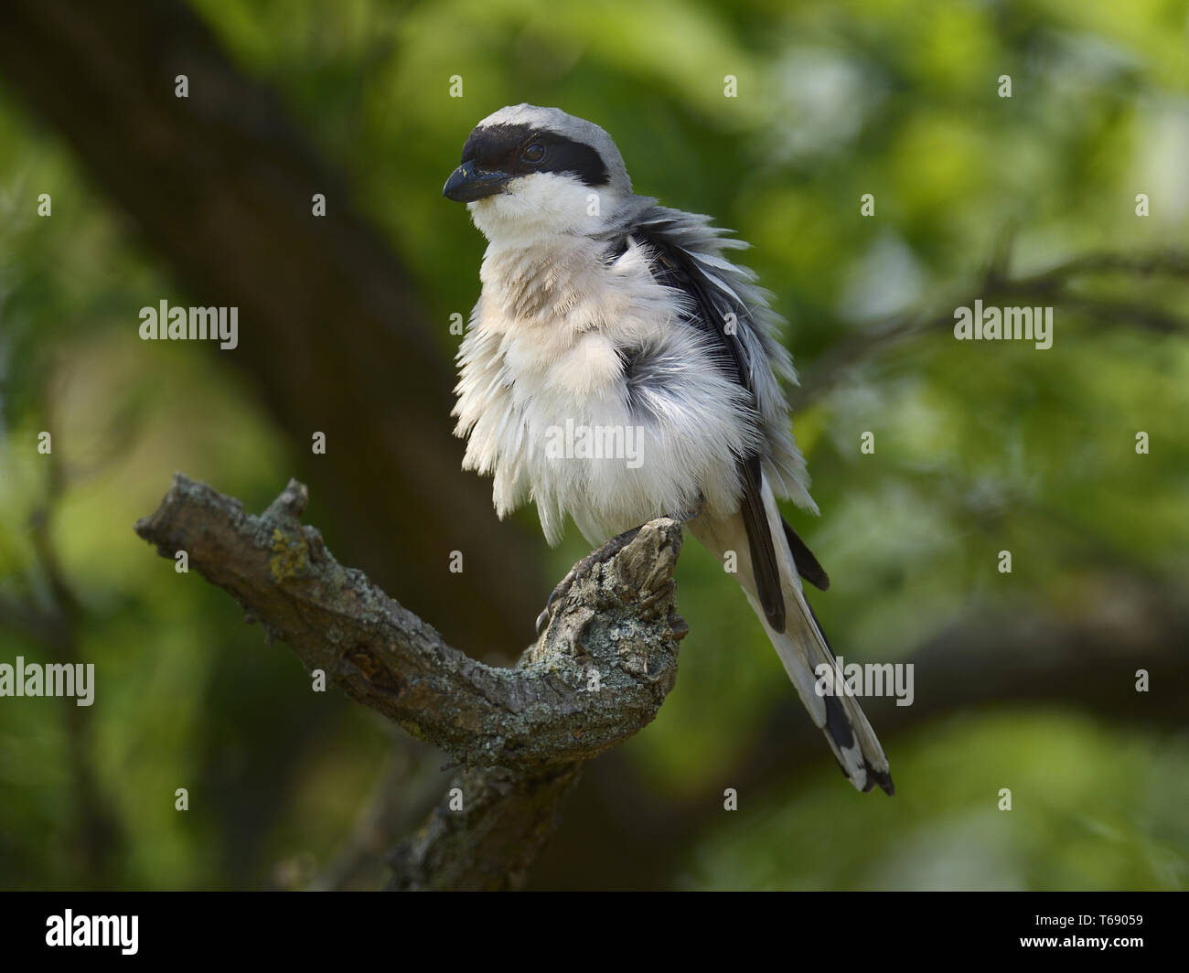 lesser grey shrike, Lanius minor, schwarzstirnwuerger Stock Photo - Alamy