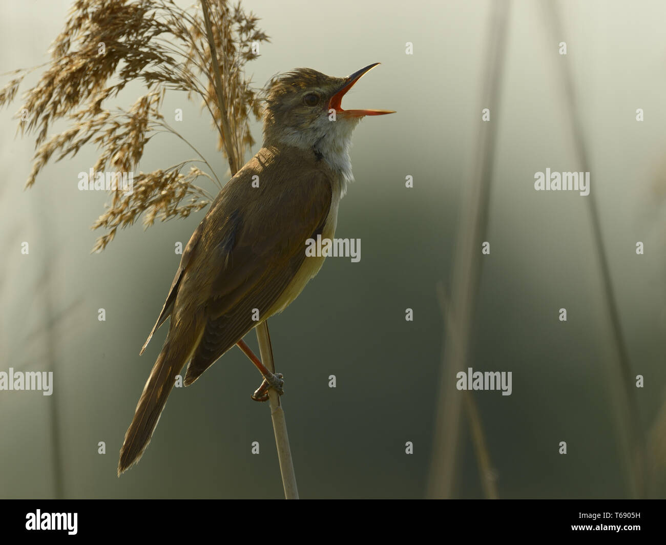 great reed warbler / reed-warbler, Acrocephalus arundinaceus Stock ...
