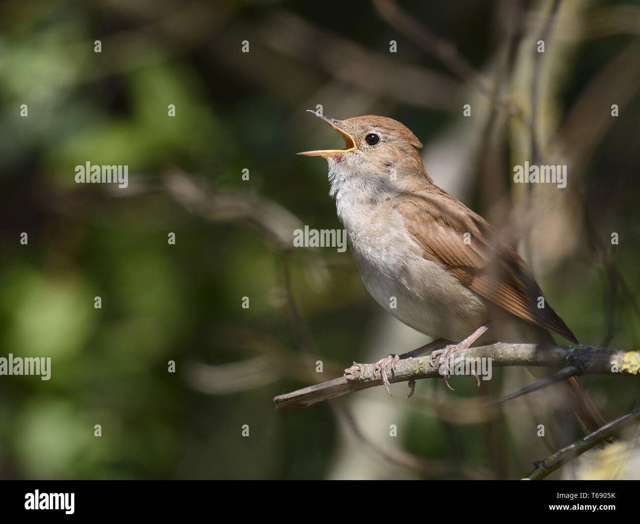 European nightingale, Luscinia megarhynchos Stock Photo - Alamy