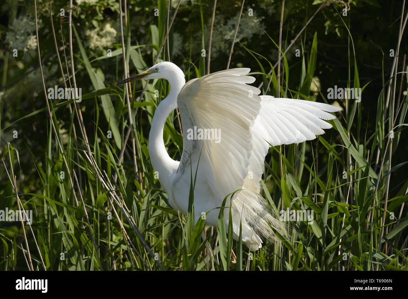 Great egret, Adrea Alba Stock Photo - Alamy