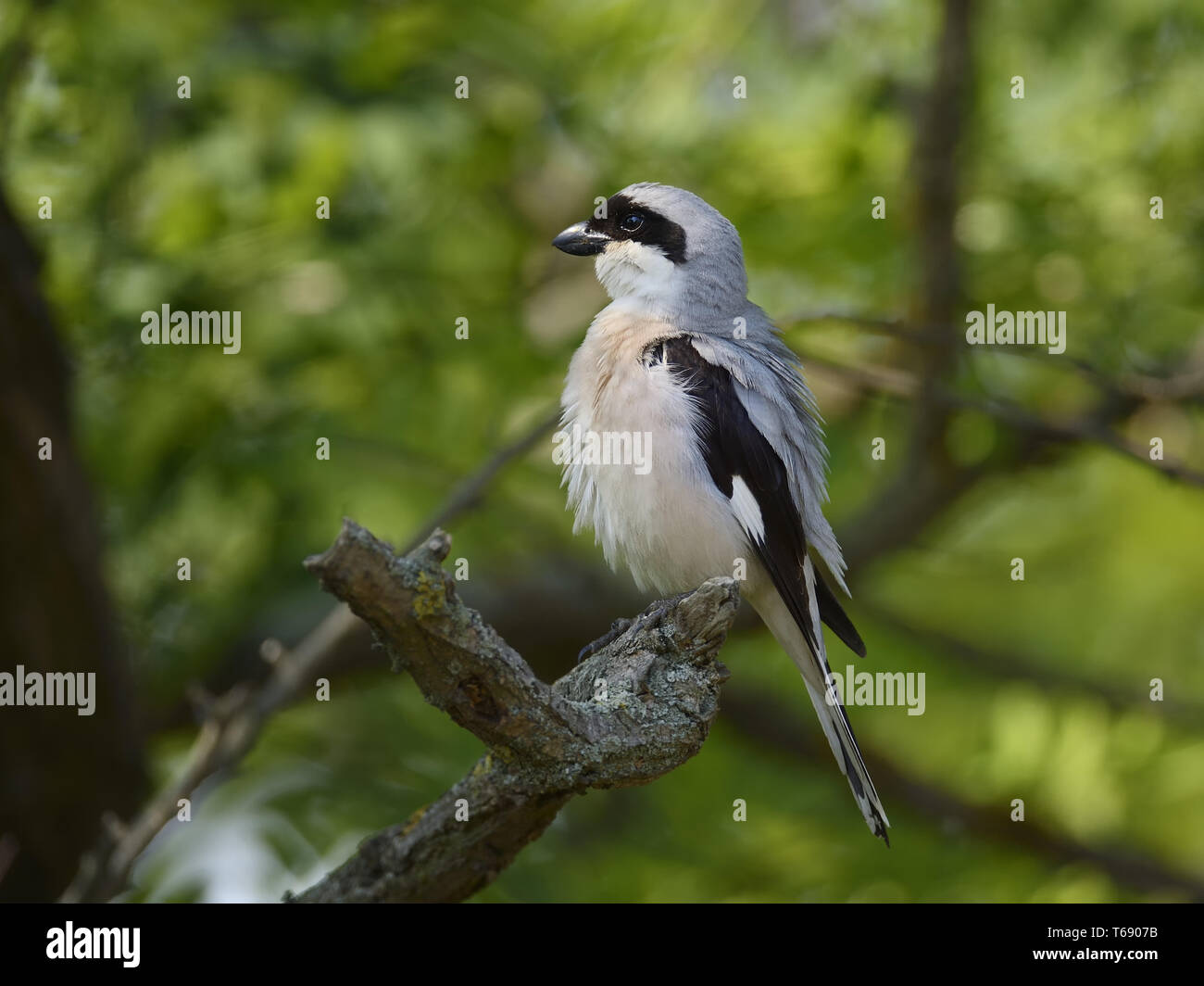 lesser grey shrike, Lanius minor, schwarzstirnwuerger Stock Photo - Alamy