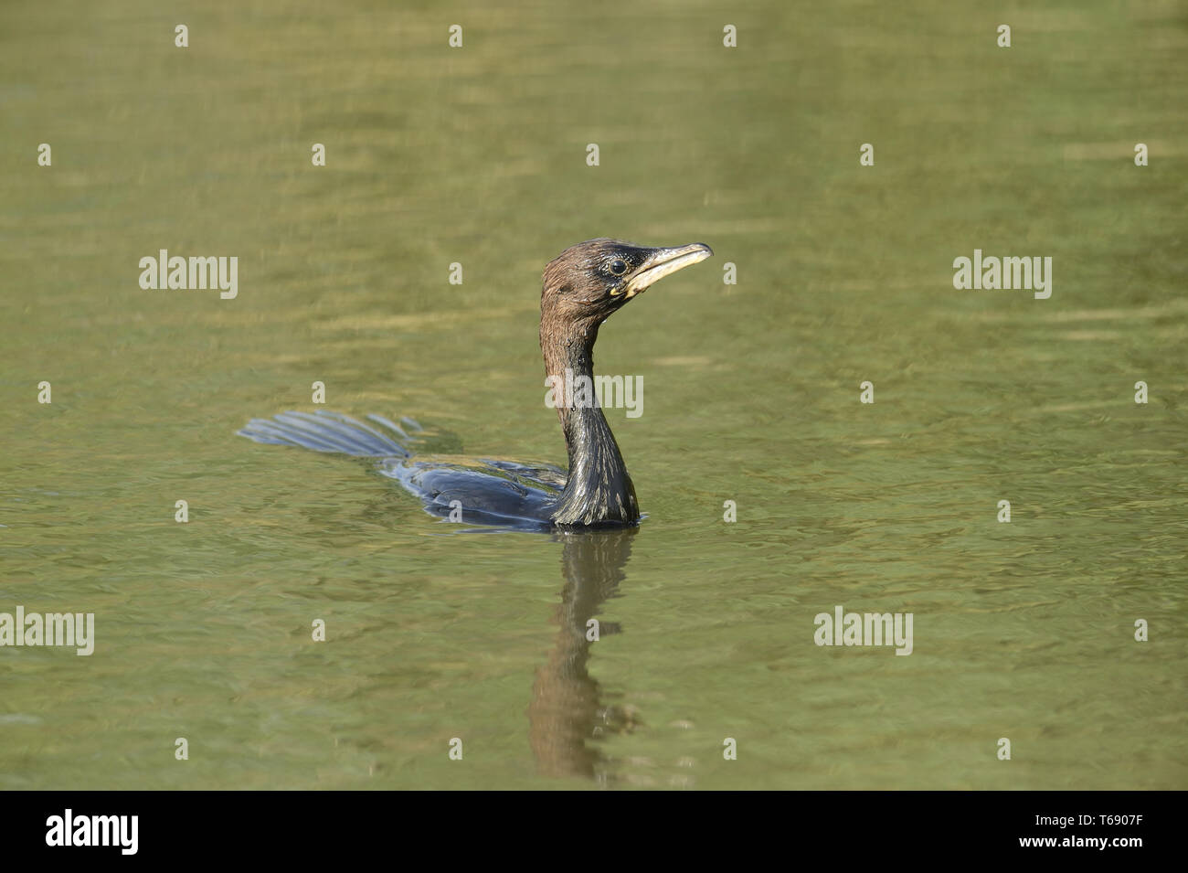 Pygmy Cormorant, Microcarbo pygmaeus Stock Photo - Alamy