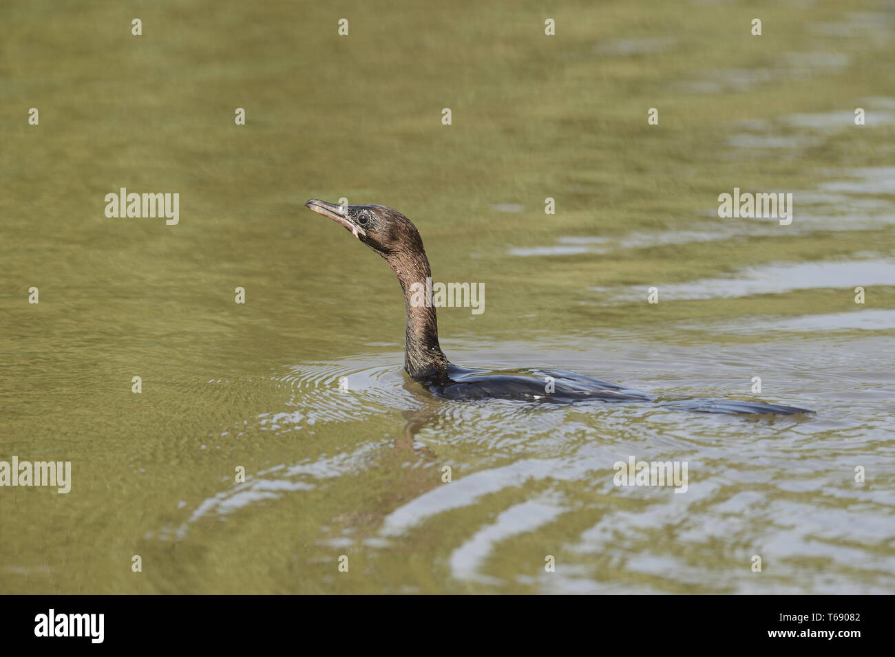 Pygmy Cormorant, Microcarbo pygmaeus Stock Photo - Alamy