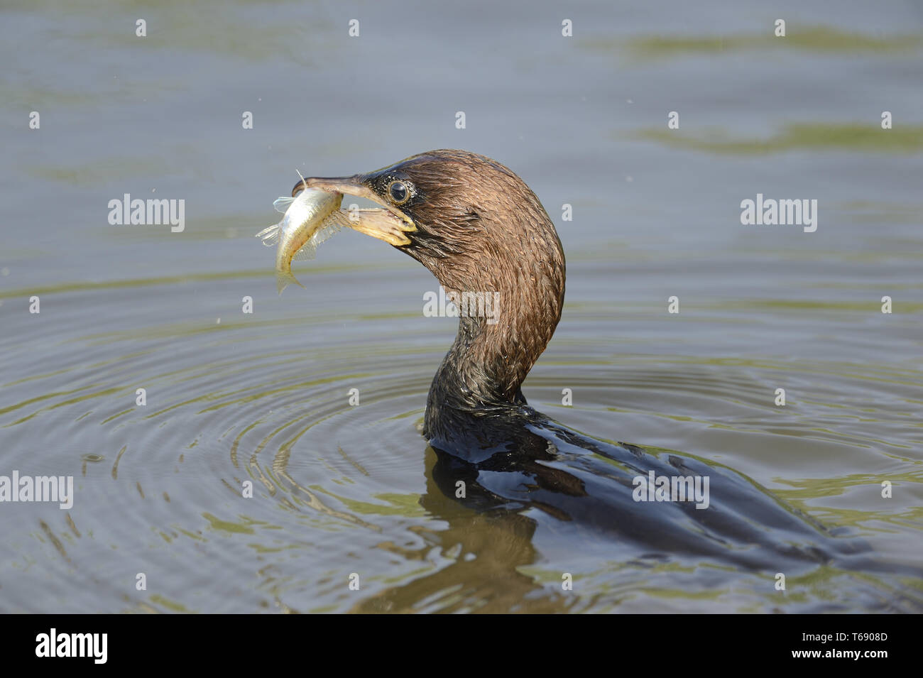 Pygmy Cormorant, Microcarbo pygmaeus Stock Photo - Alamy