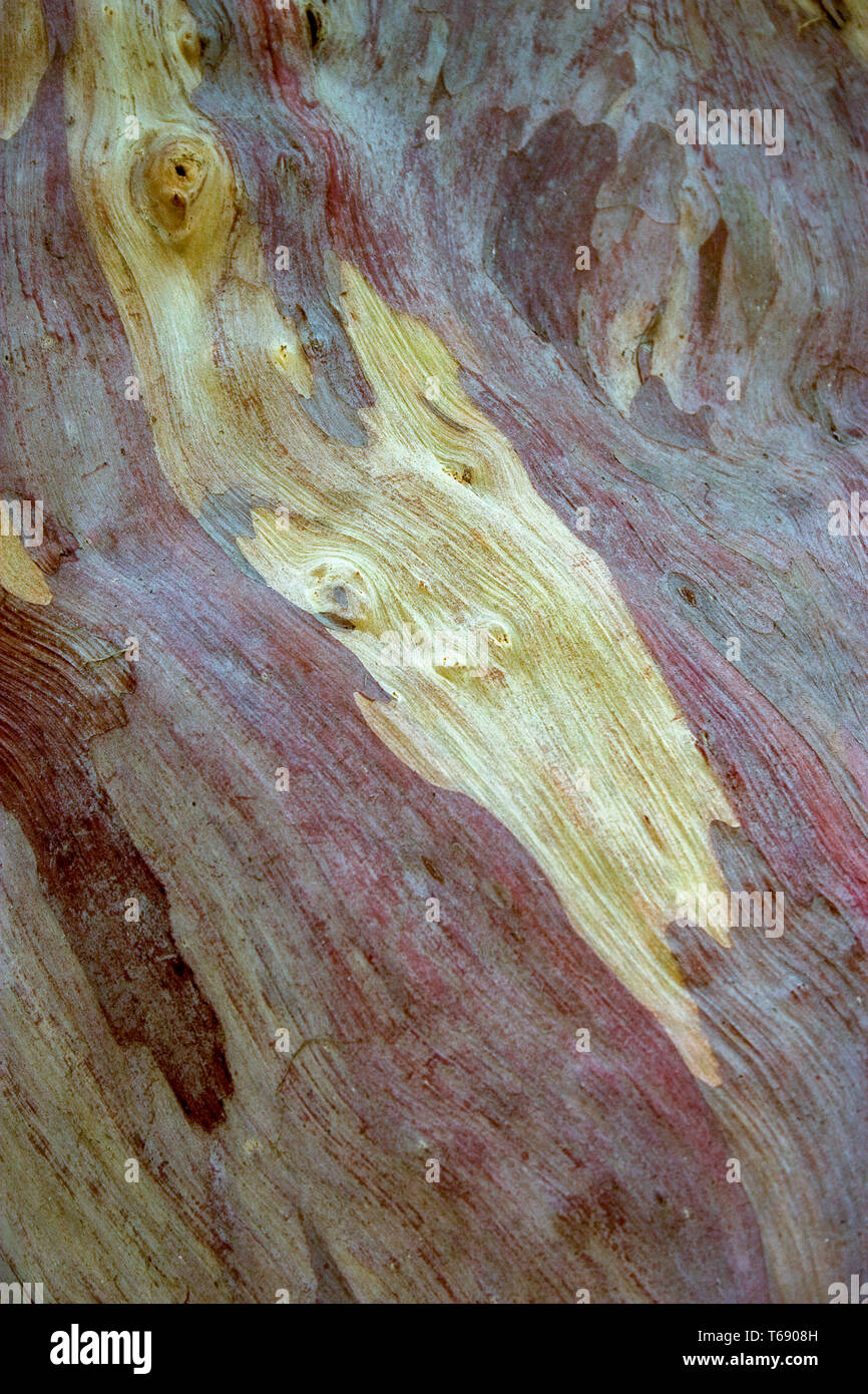 Close-up photography of the beautiful texture and color of a guava tree ...