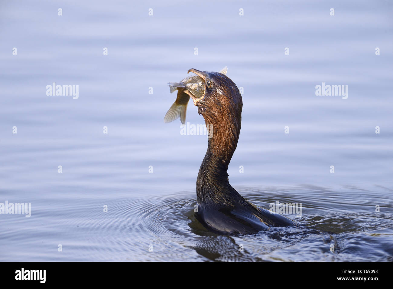Pygmy Cormorant, Microcarbo pygmaeus Stock Photo - Alamy