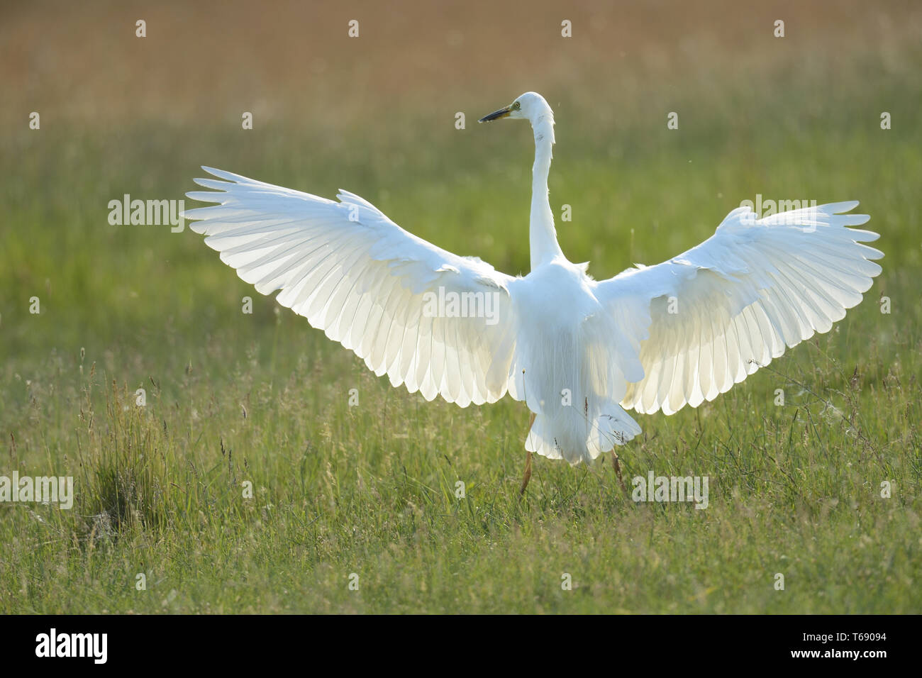 Great white egret bird poster hi-res stock photography and images - Alamy