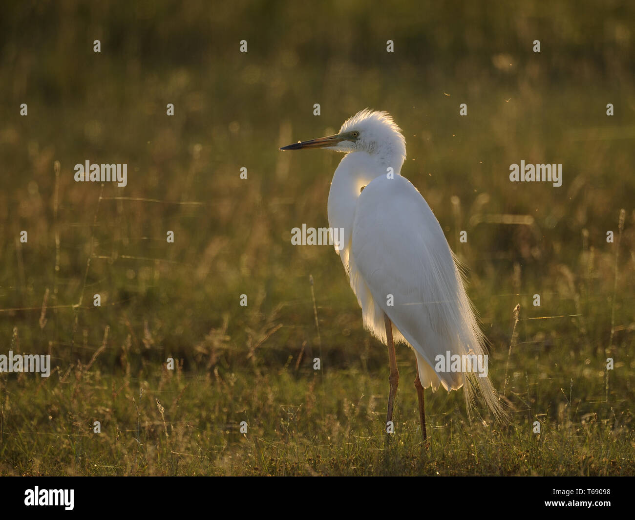 Great egret, Adrea Alba Stock Photo - Alamy