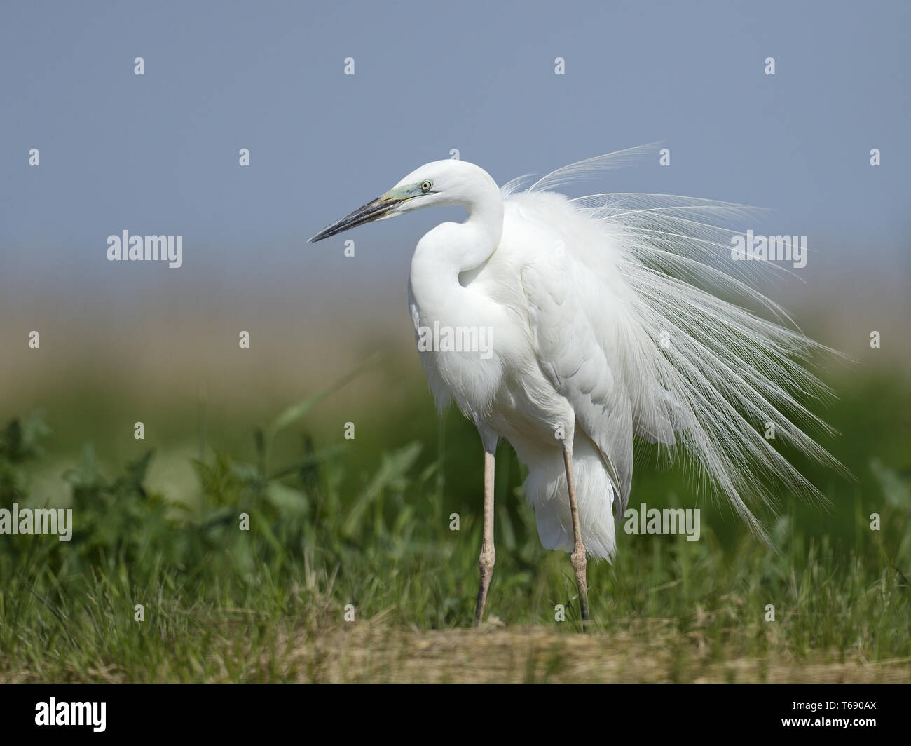 Great egret, Adrea Alba Stock Photo - Alamy