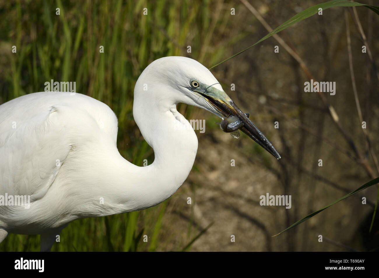Great egret, Adrea Alba Stock Photo - Alamy
