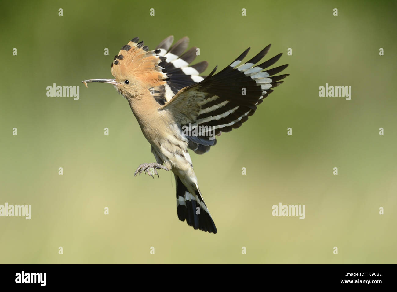 Eurasian hoopoe [Upupa epops] Stock Photo - Alamy