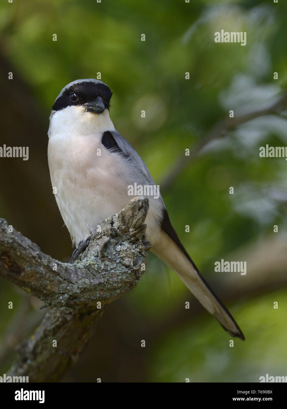 lesser grey shrike, Lanius minor, schwarzstirnwuerger Stock Photo - Alamy