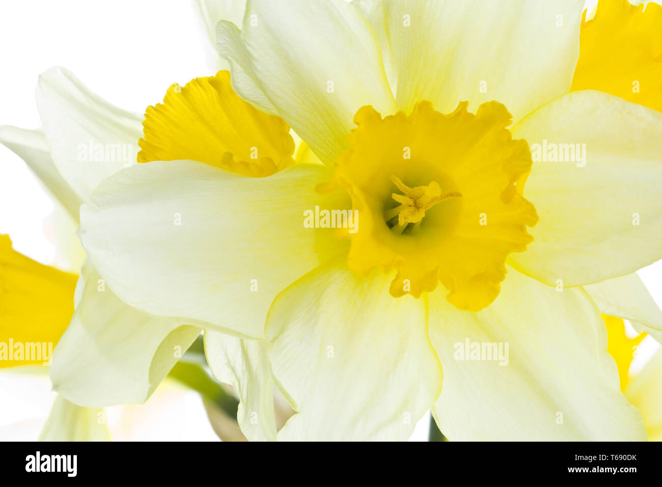 Studio closeup flower hi-res stock photography and images - Alamy