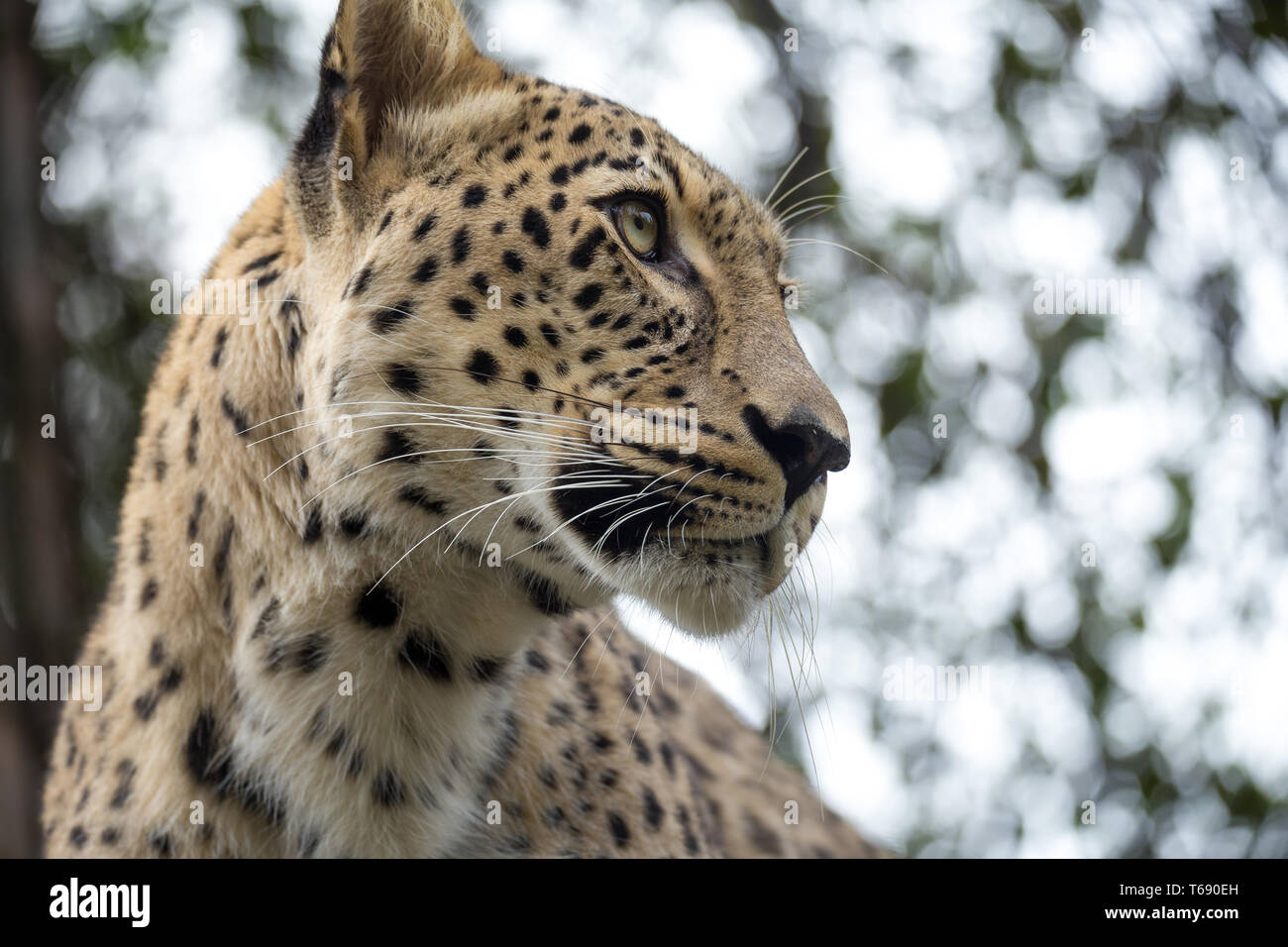 head shot of Persian leopard Stock Photo - Alamy