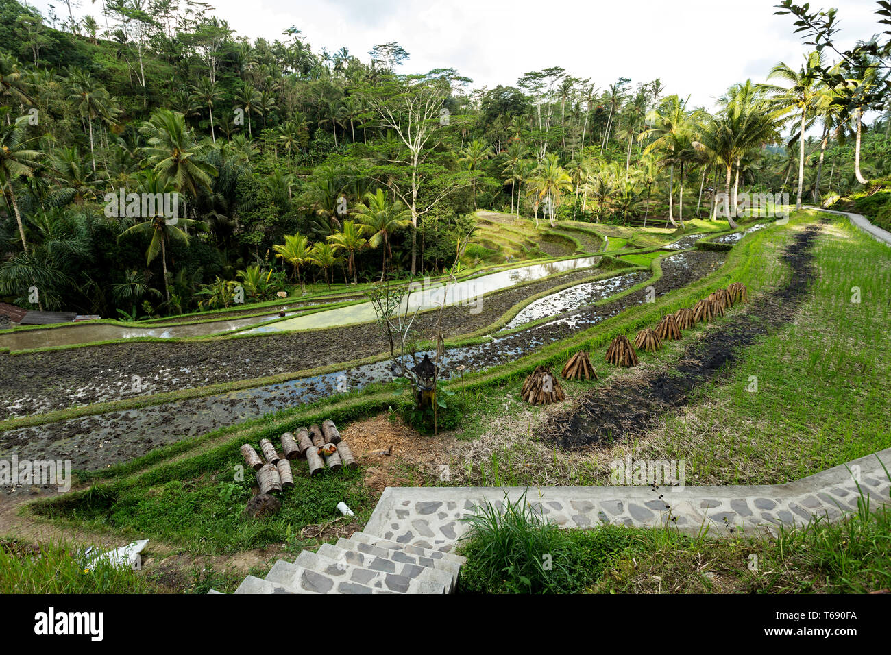 Terraced rice fields rain hi-res stock photography and images - Alamy