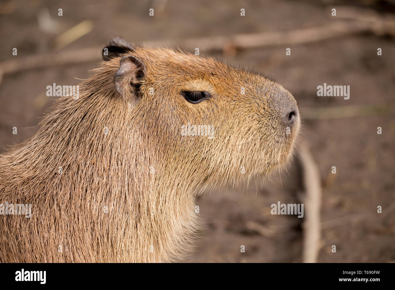 Close up photo of Capybara Stock Photo - Alamy