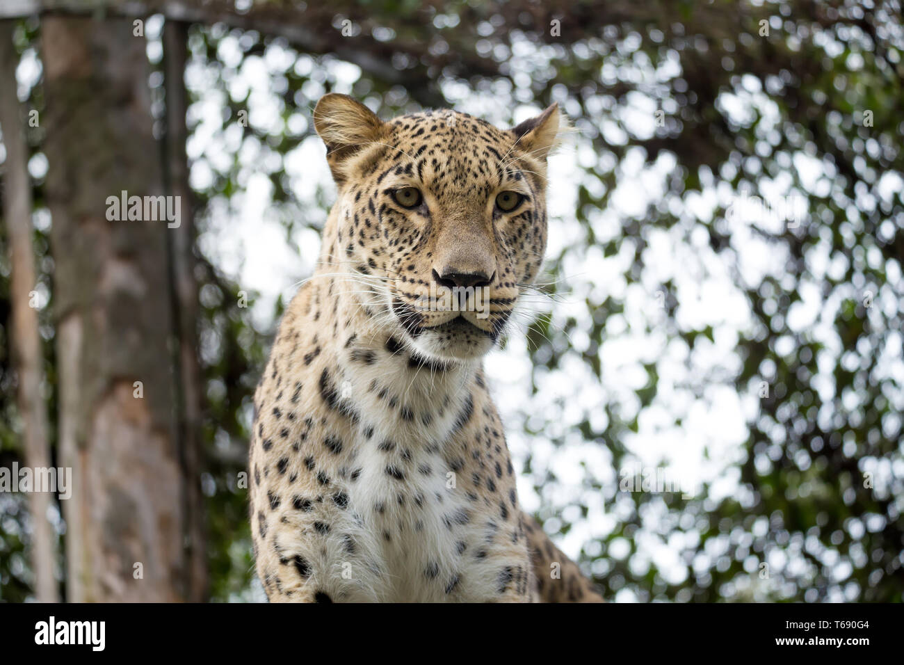 Snow leopard head shot hi-res stock photography and images - Alamy