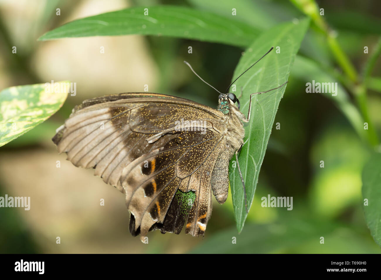 beautiful brown Butterfly Stock Photo - Alamy