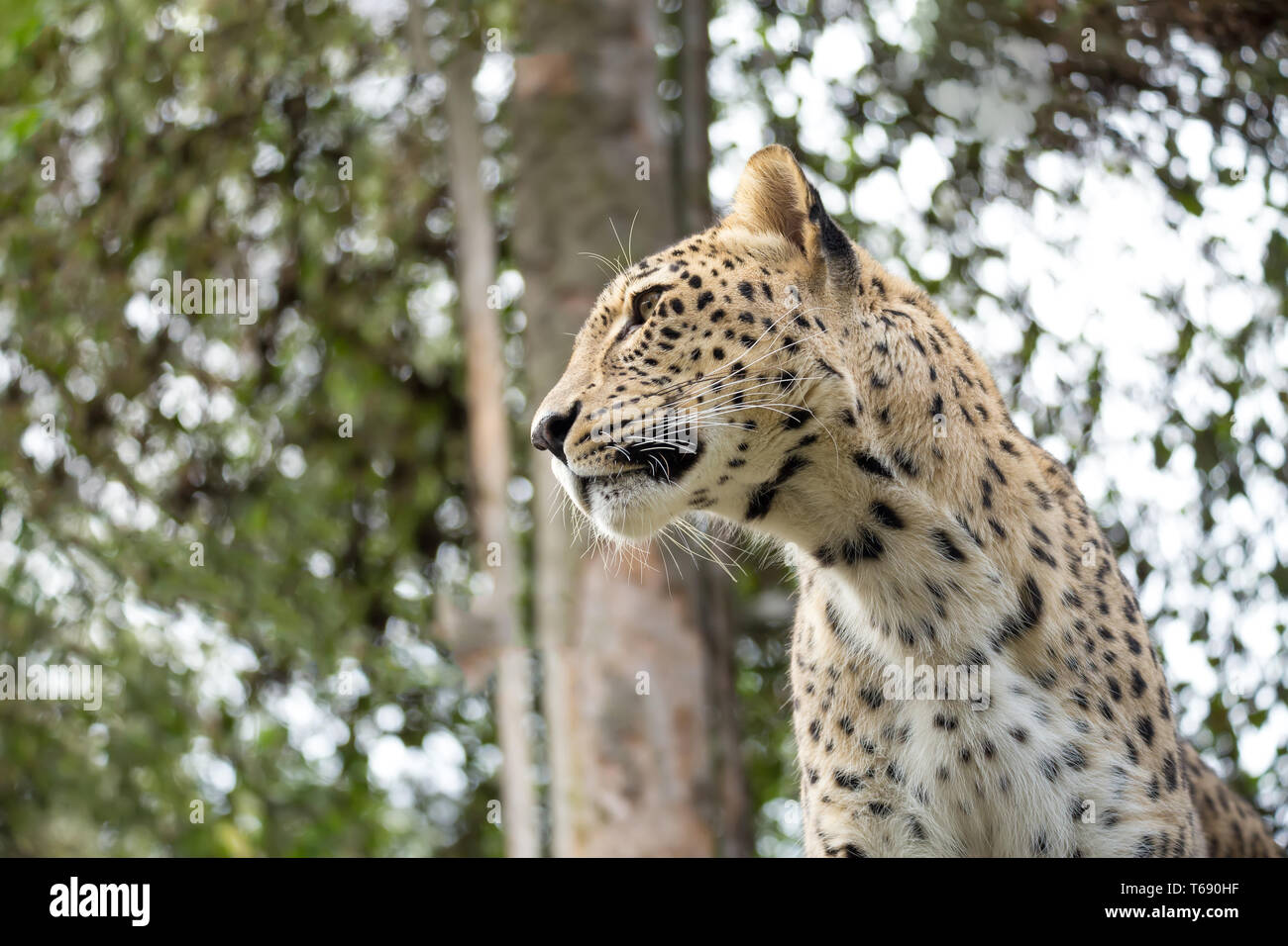 Snow leopard head shot hi-res stock photography and images - Alamy