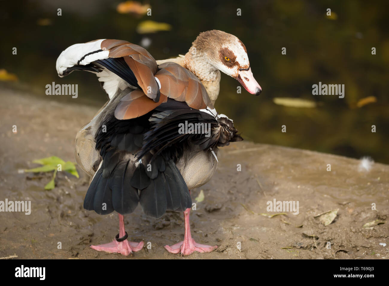 Side profile egyptian goose hi-res stock photography and images - Alamy