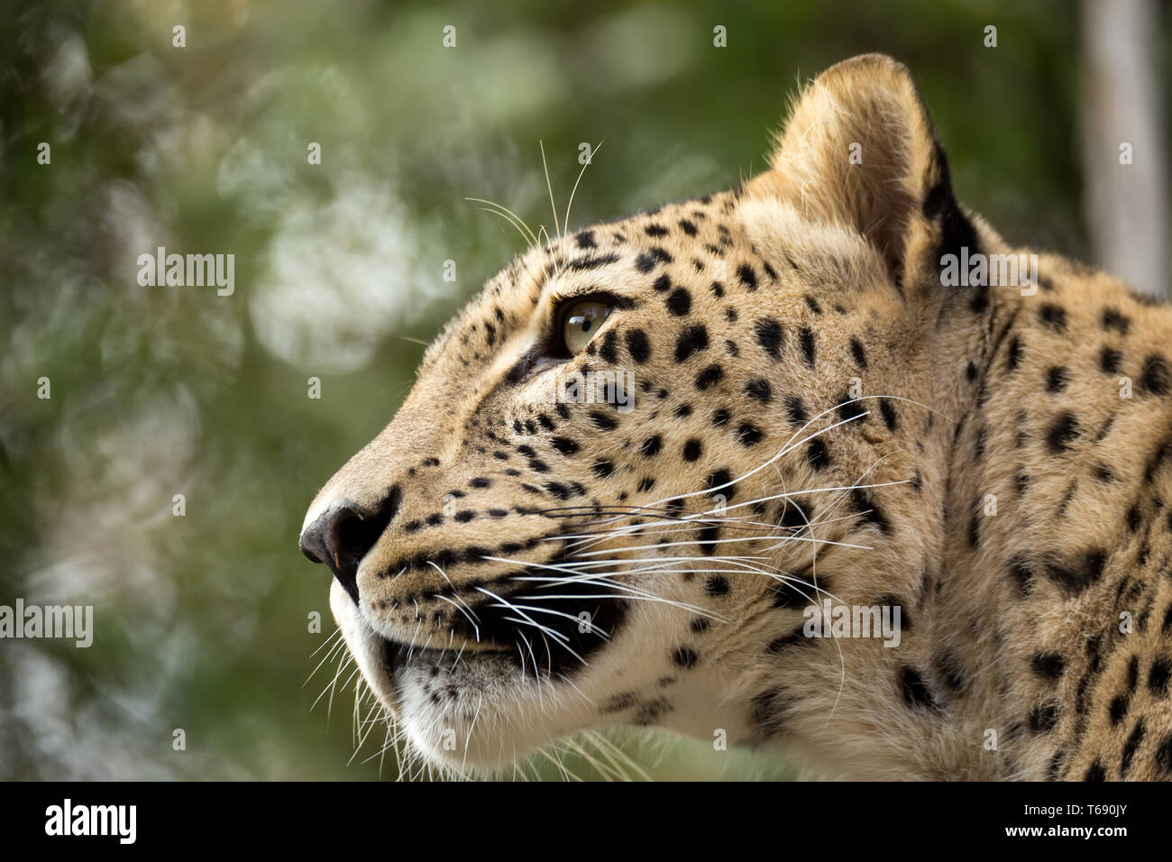 Snow Leopard Head Shot High Resolution Stock Photography and Images - Alamy