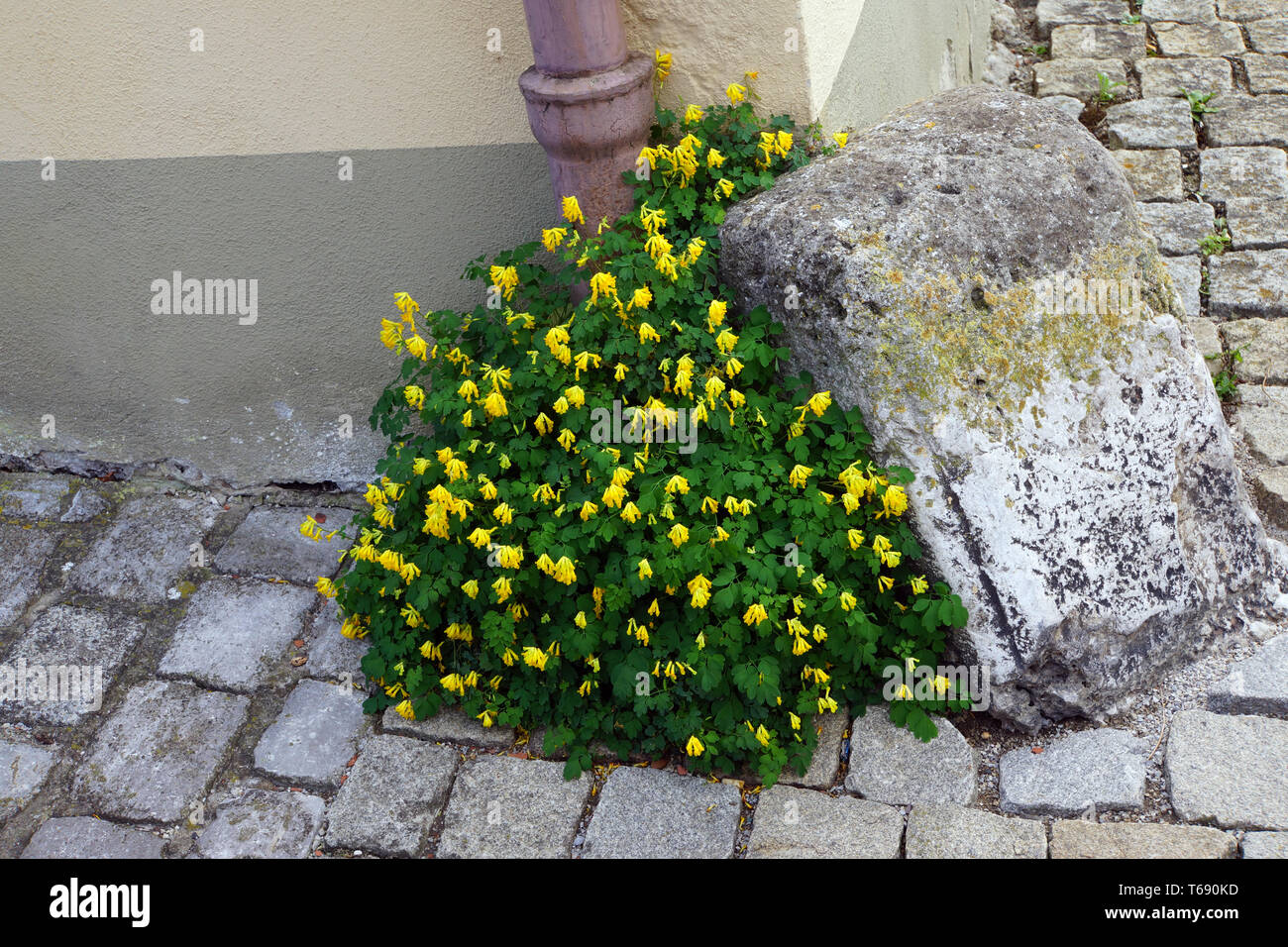 Yellow fumewort, Corydalis flavula, Fumaria flavula Stock Photo - Alamy