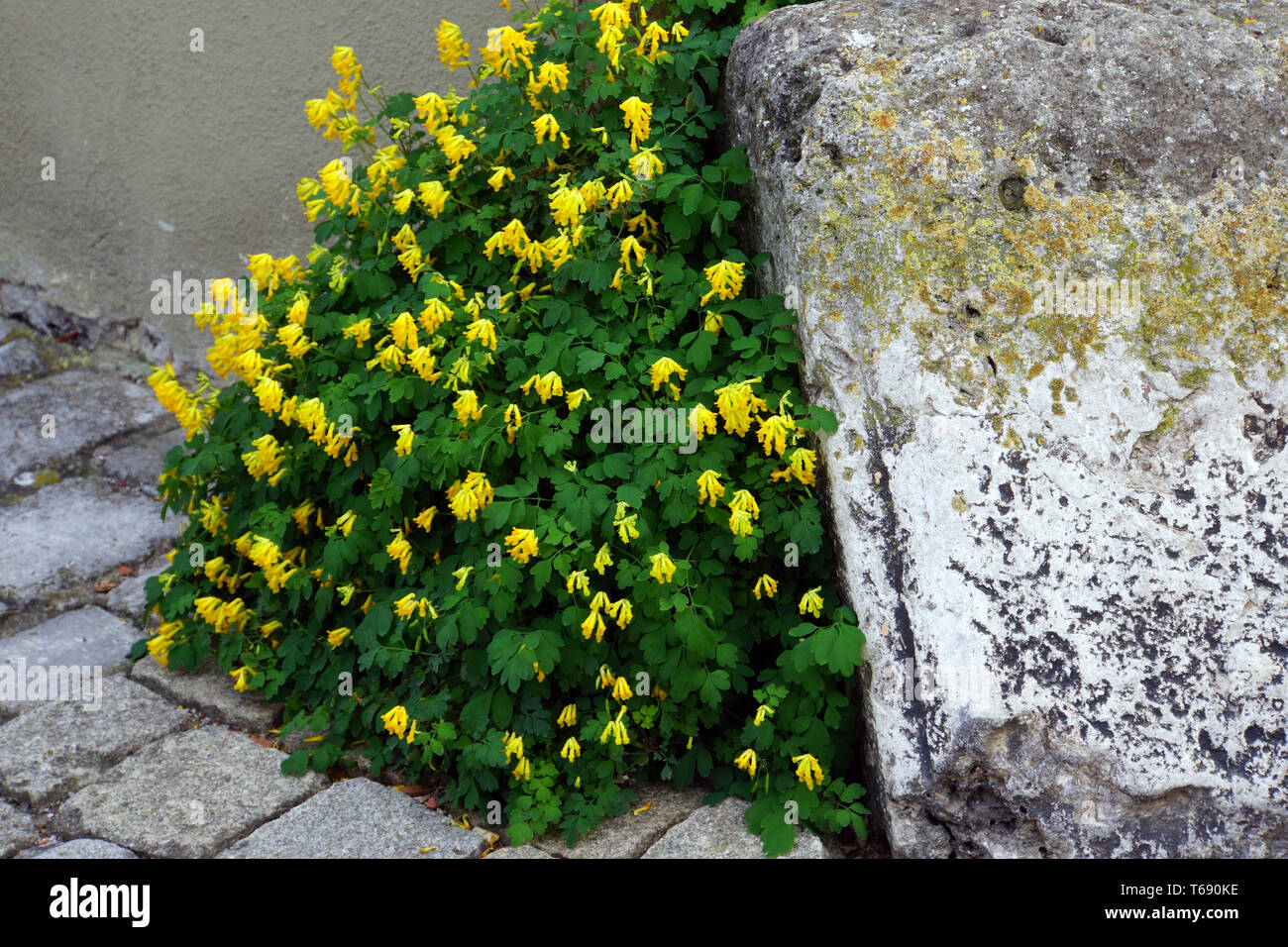 Yellow fumewort, Corydalis flavula, Fumaria flavula Stock Photo - Alamy