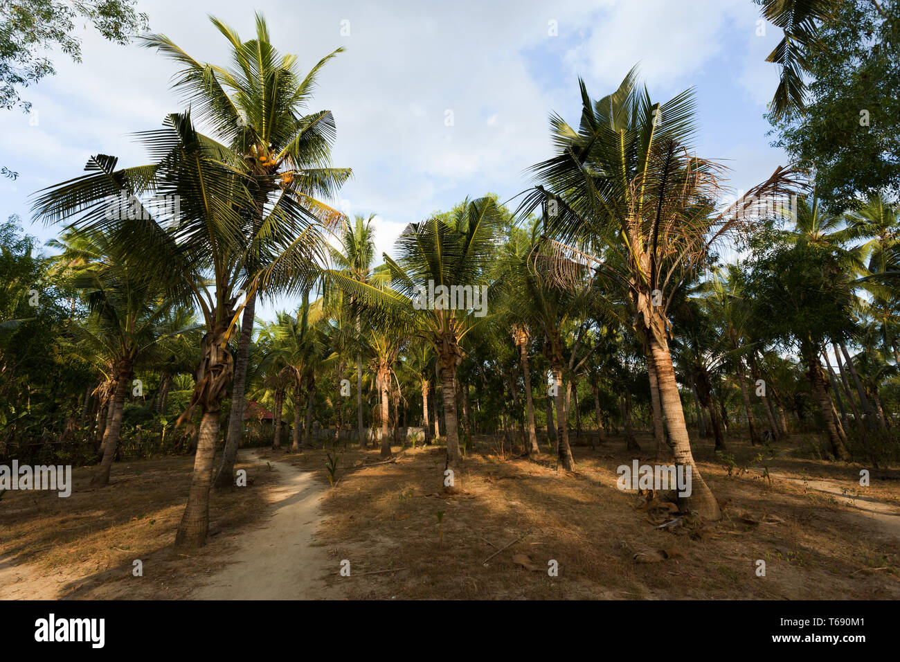 coco-palm tree forrest, Bali, Nusa Penida, Indonesia Stock Photo - Alamy