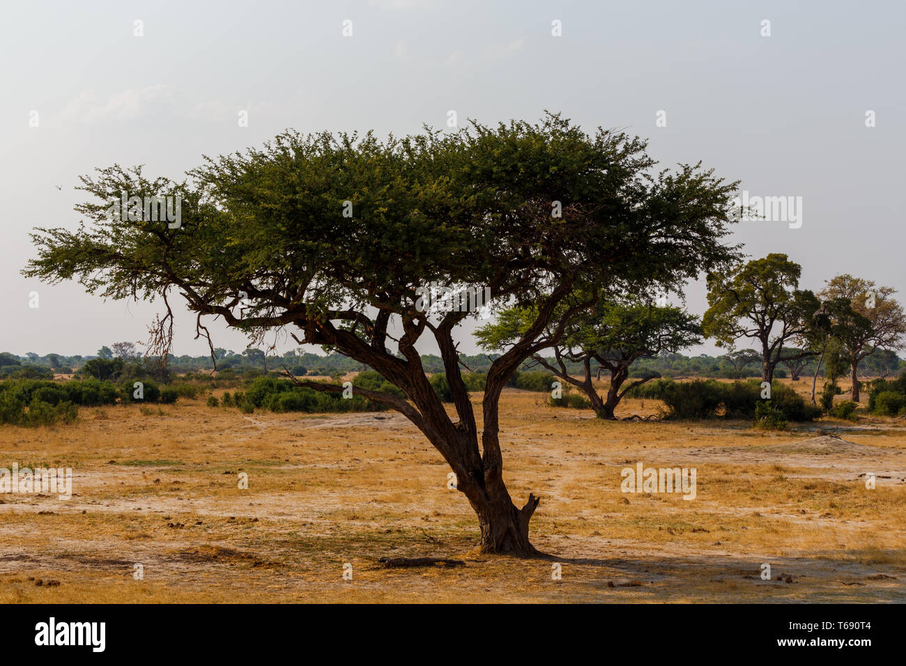Large Acacia tree in the open savanna plains Africa Stock Photo - Alamy