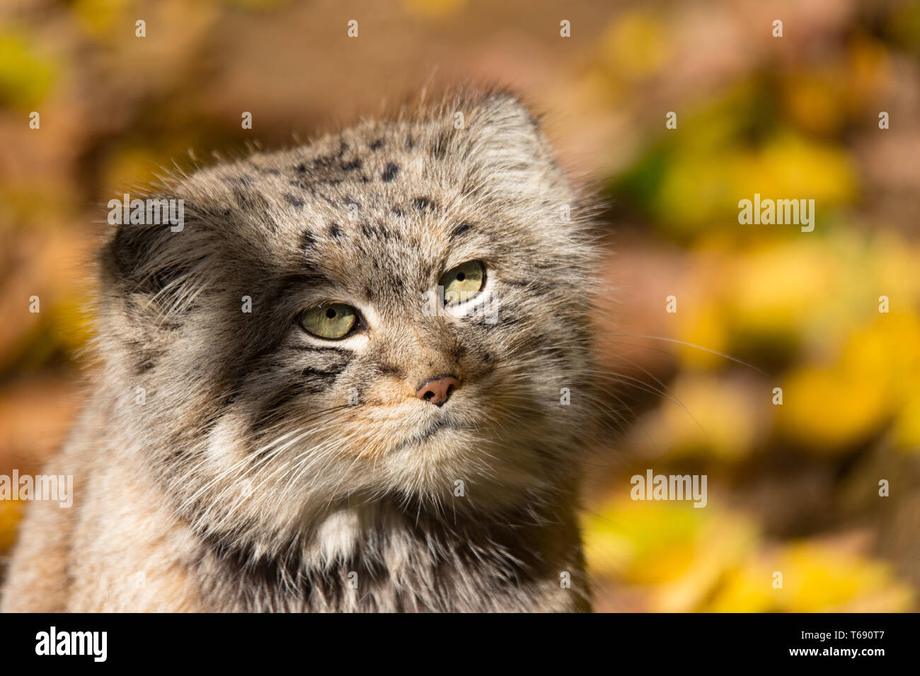beautiful wild cat, Pallas's cat, Otocolobus manul Stock Photo - Alamy