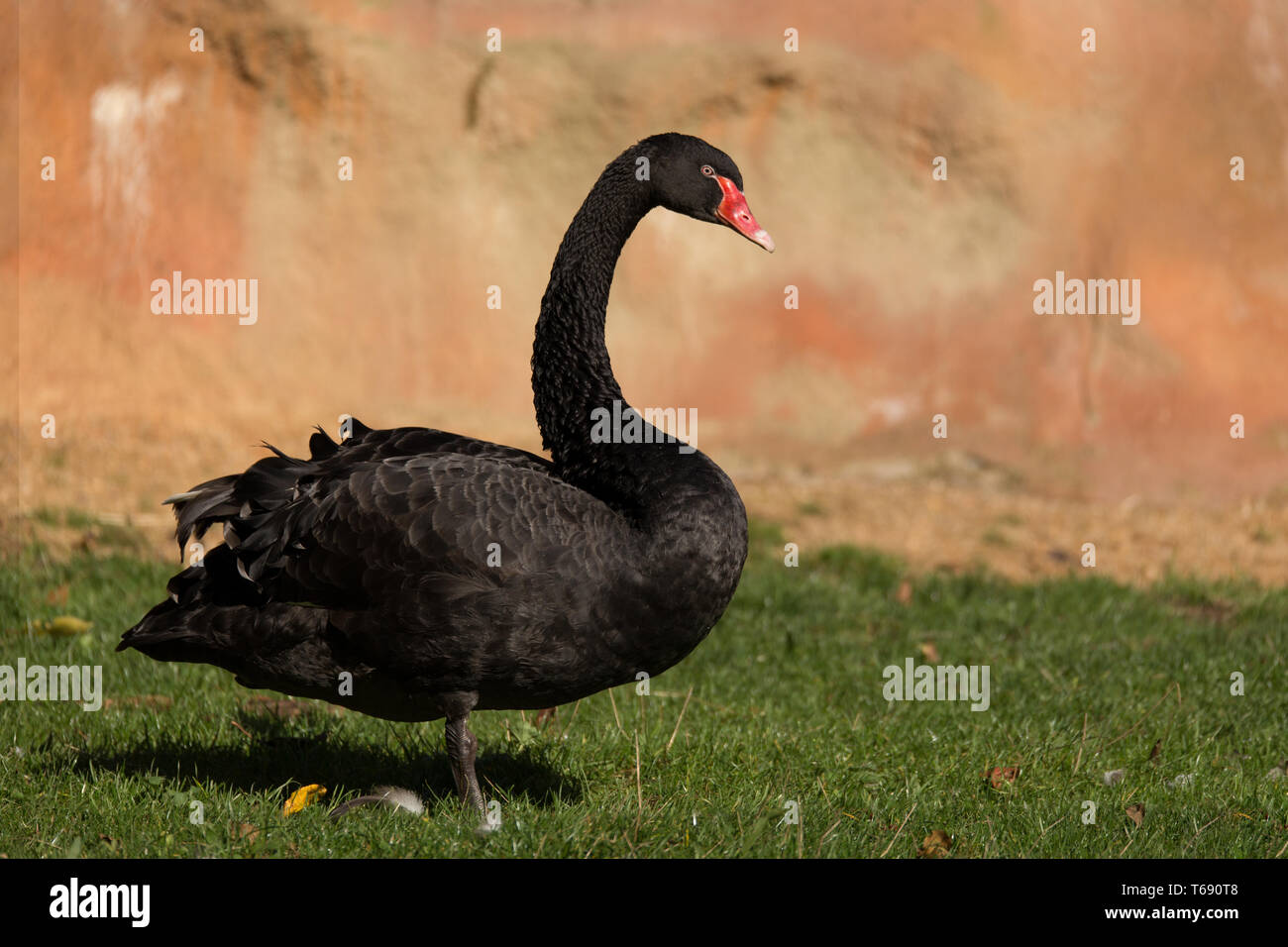 black swan walking on grass Stock Photo - Alamy