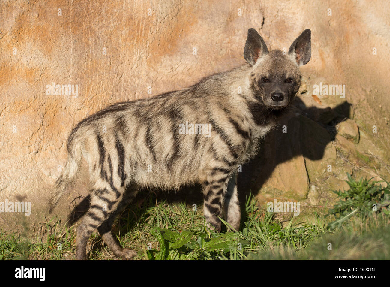Striped hyena (Hyaena hyaena Stock Photo - Alamy