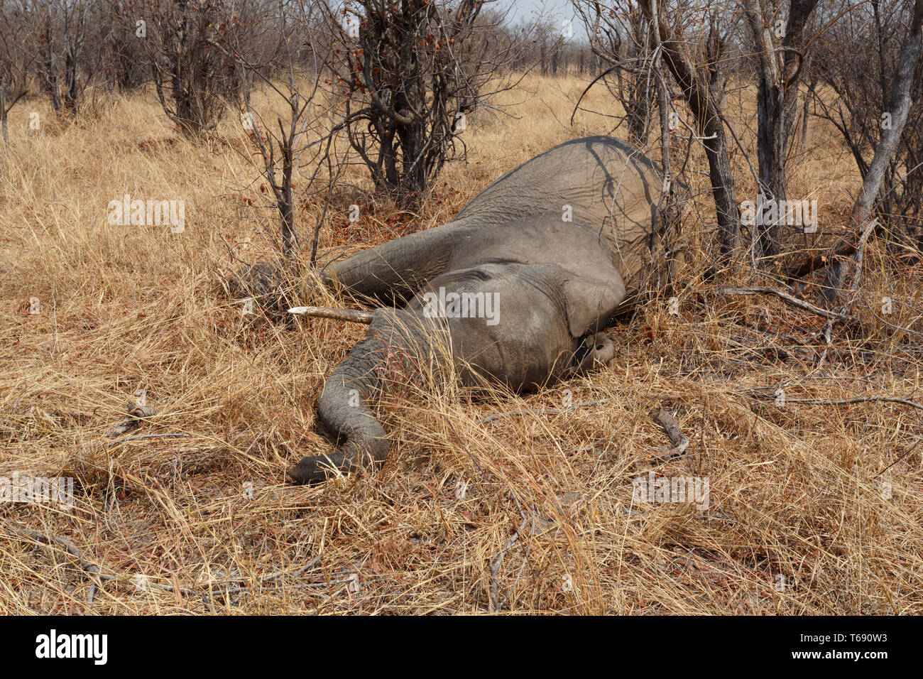 Small dead elephant in national park hwankee, Botswana Stock Photo - Alamy