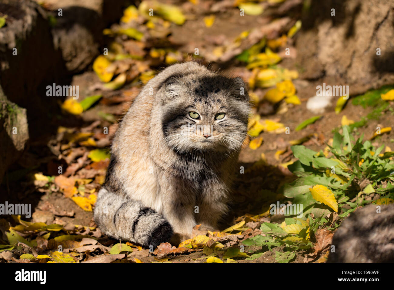 beautiful wild cat, Pallas's cat, Otocolobus manul Stock Photo - Alamy
