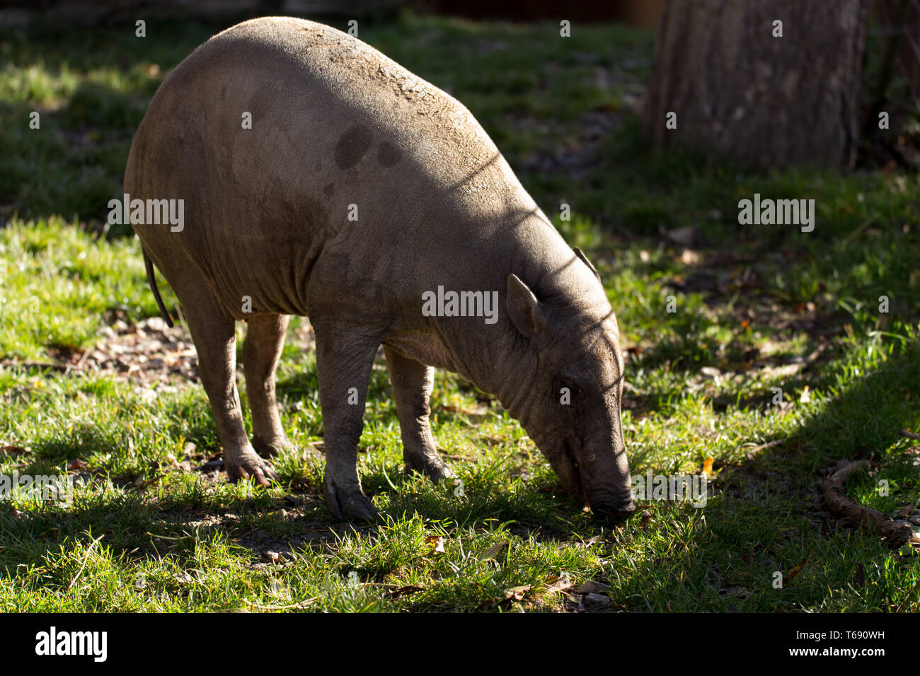 North Sulawesi babirusa Stock Photo - Alamy